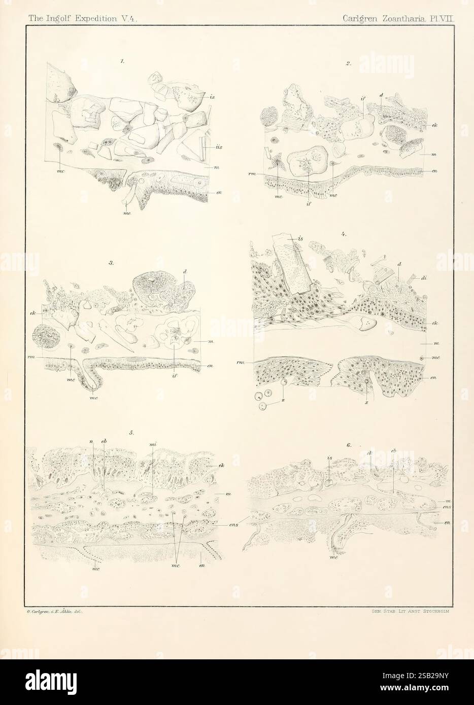 The Danish Ingolf-Expedition, Copenhagen, H. Hagerup, 1899-1928, Arctic ...