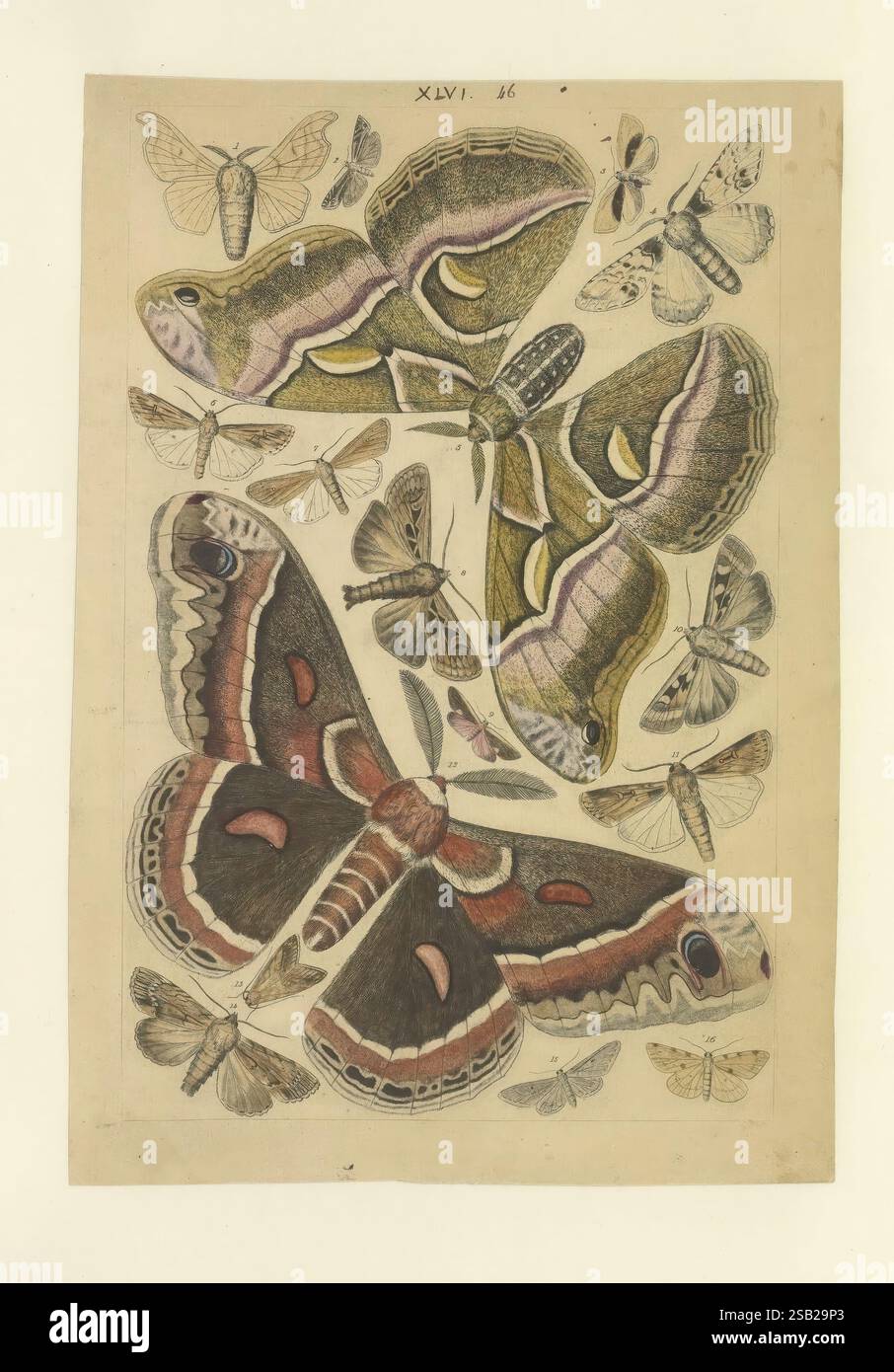 Moths occupies hi-res stock photography and images - Alamy