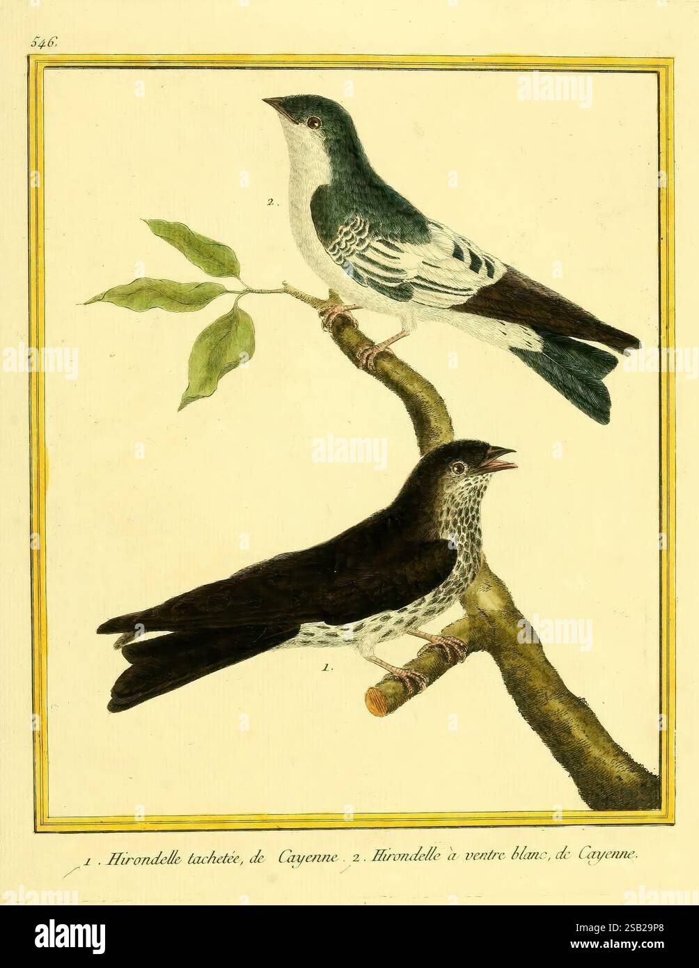 Illustration displays two distinct avian species hi-res stock ...