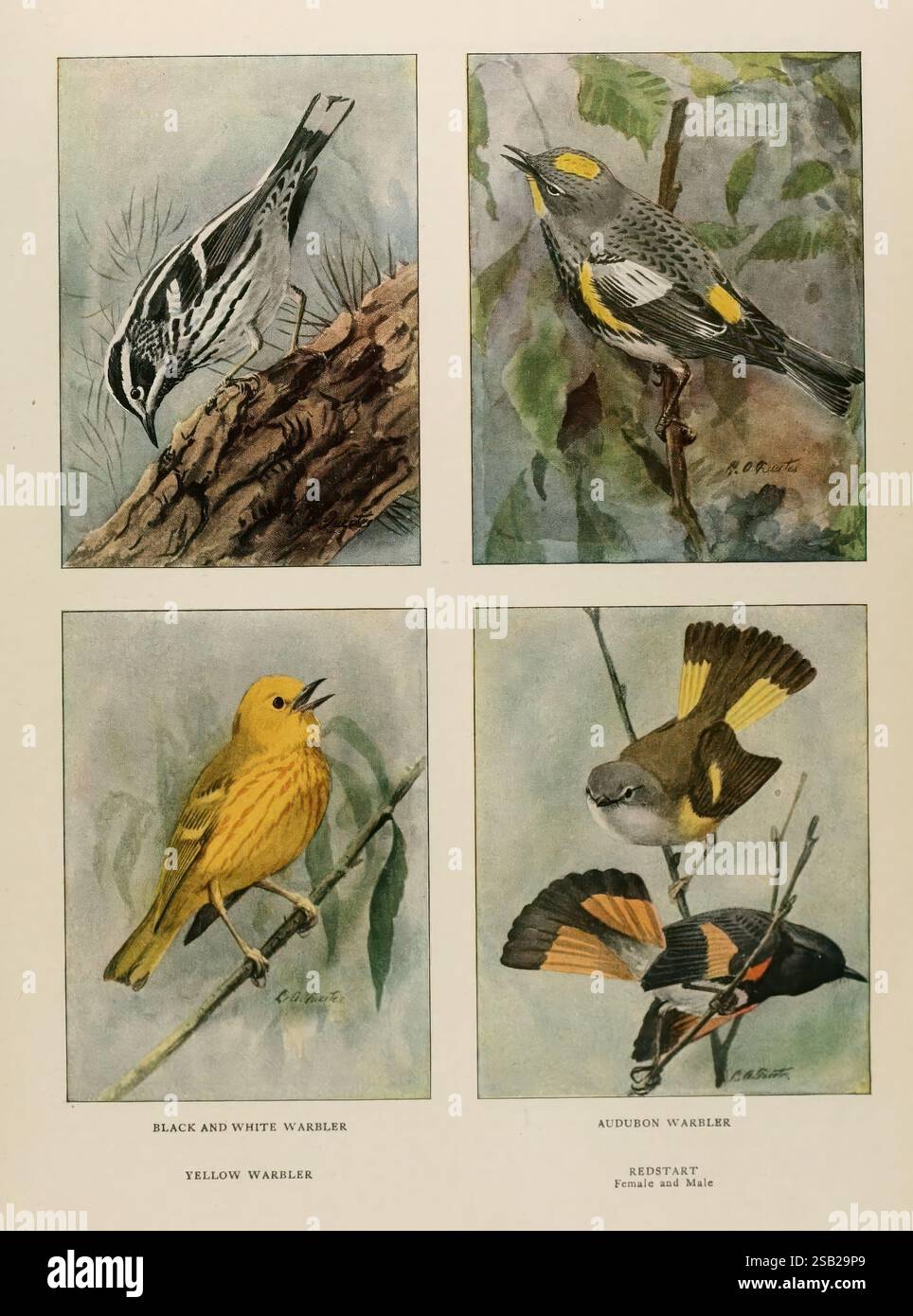 Four beautifully illustrated bird species hi-res stock photography and ...