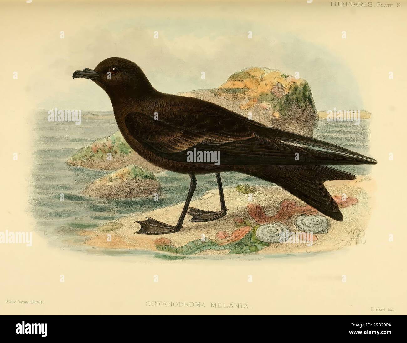 A monograph of the petrels (order Tubinares), London, Witherby & Co ...