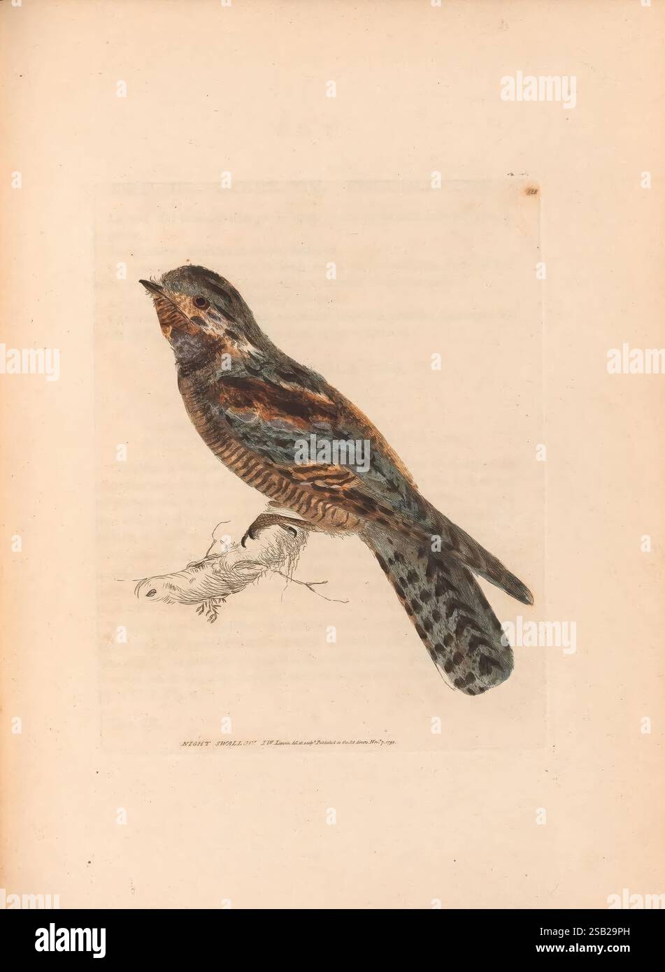 Open beak suggest hi-res stock photography and images - Alamy