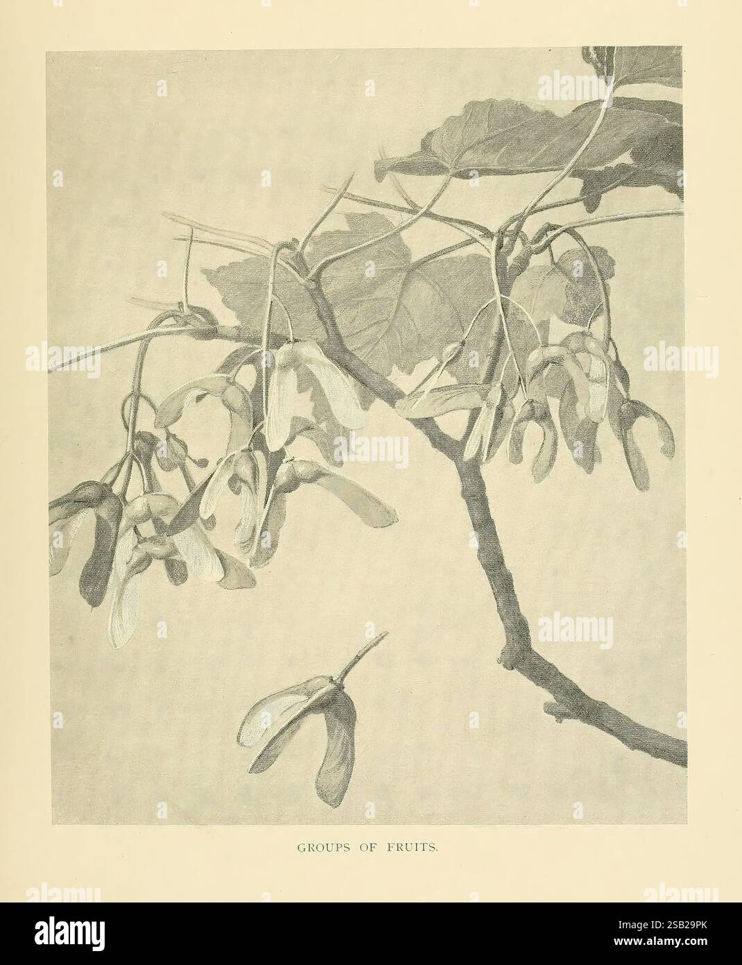 Delicate trees framing hi-res stock photography and images - Alamy