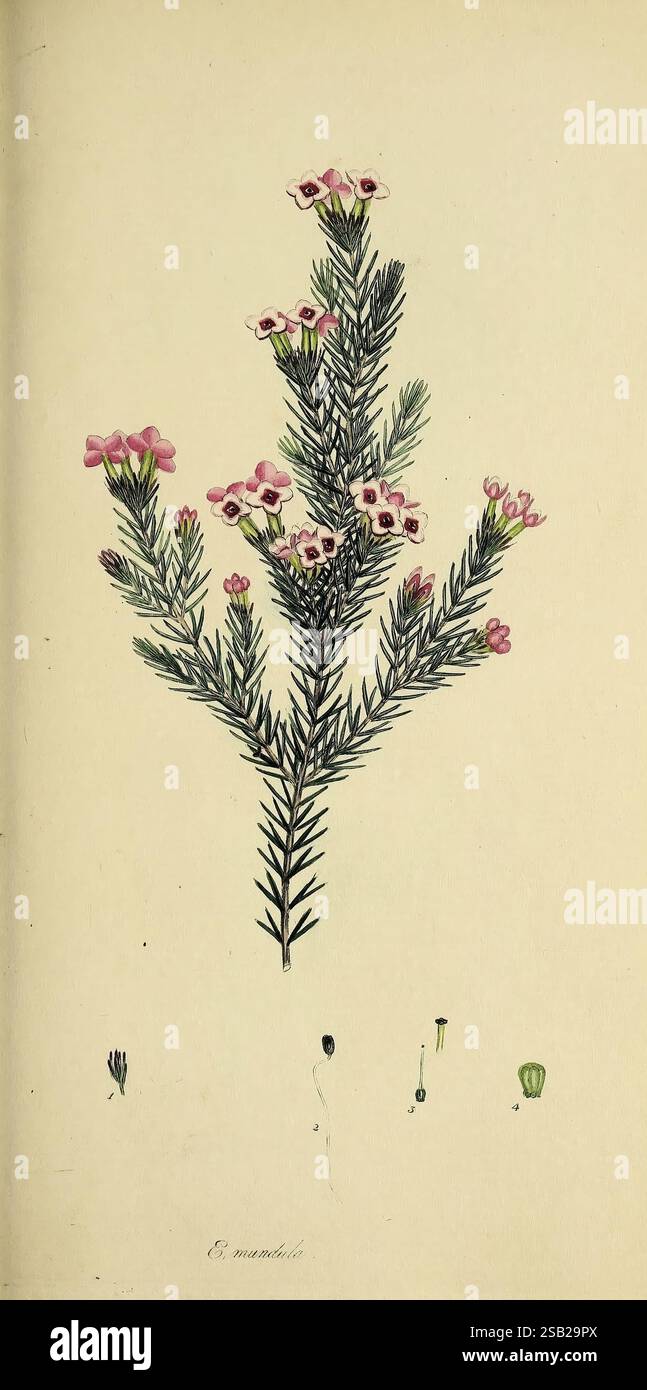 Showcase additional details hi-res stock photography and images - Alamy