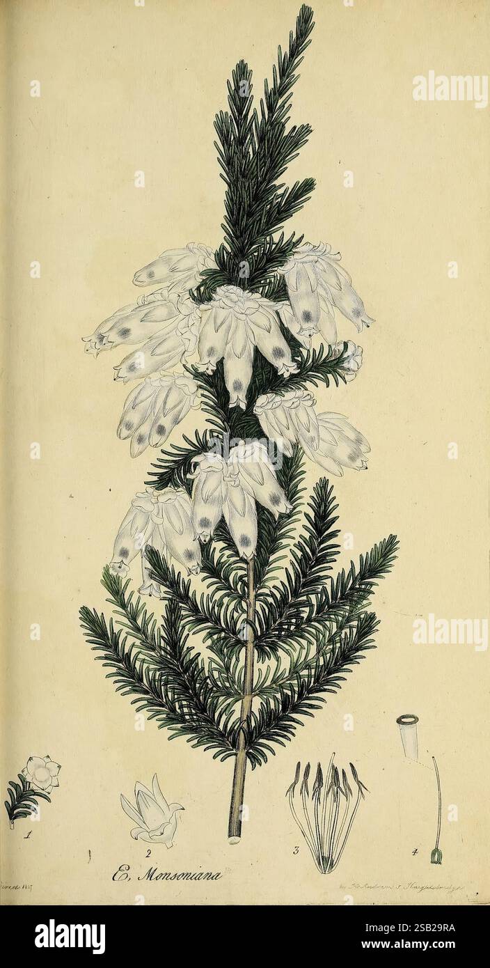 The heathery, or A monograph of the genus Erica, London, Henry G. Bohn ...