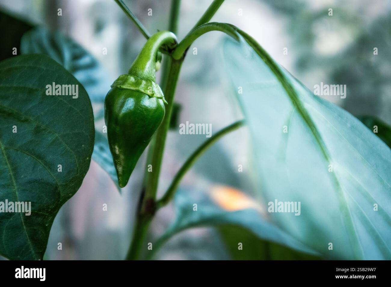 Green sweet bell pepper hanging on a bush in a home vegetable garden in ...