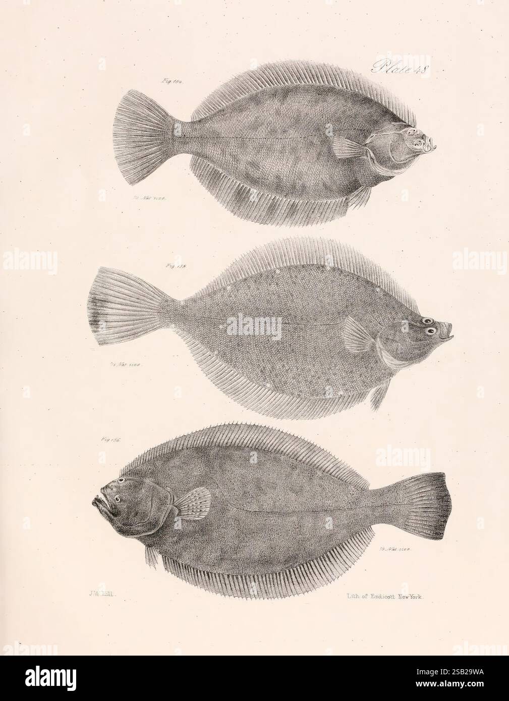 Zoology of New York, Albany, W. & A. White & J. Visscher, 1842-44 ...