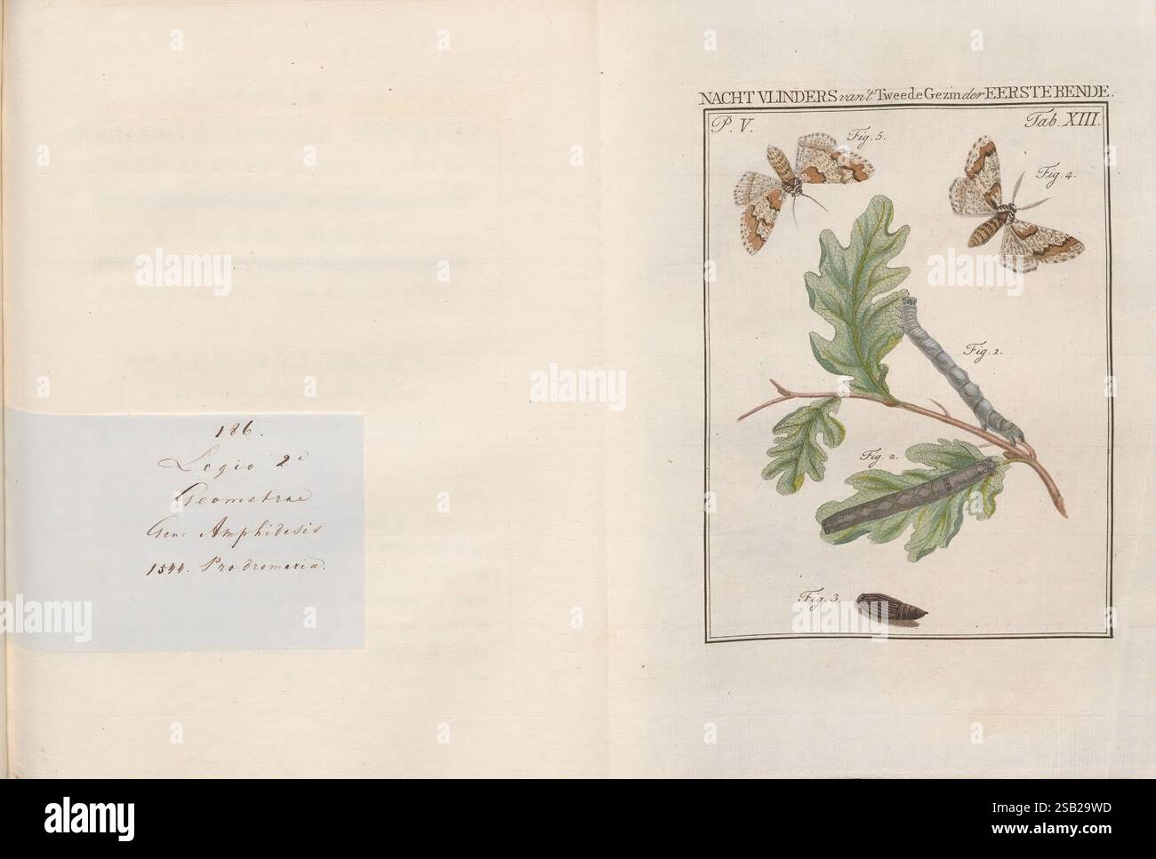 Various oak leaf specimens hi-res stock photography and images - Alamy