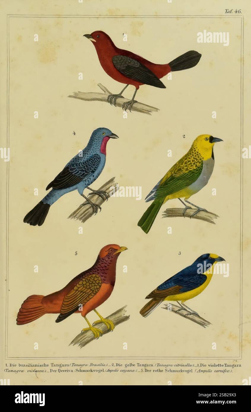 Six beautifully illustrated birds hi-res stock photography and images ...
