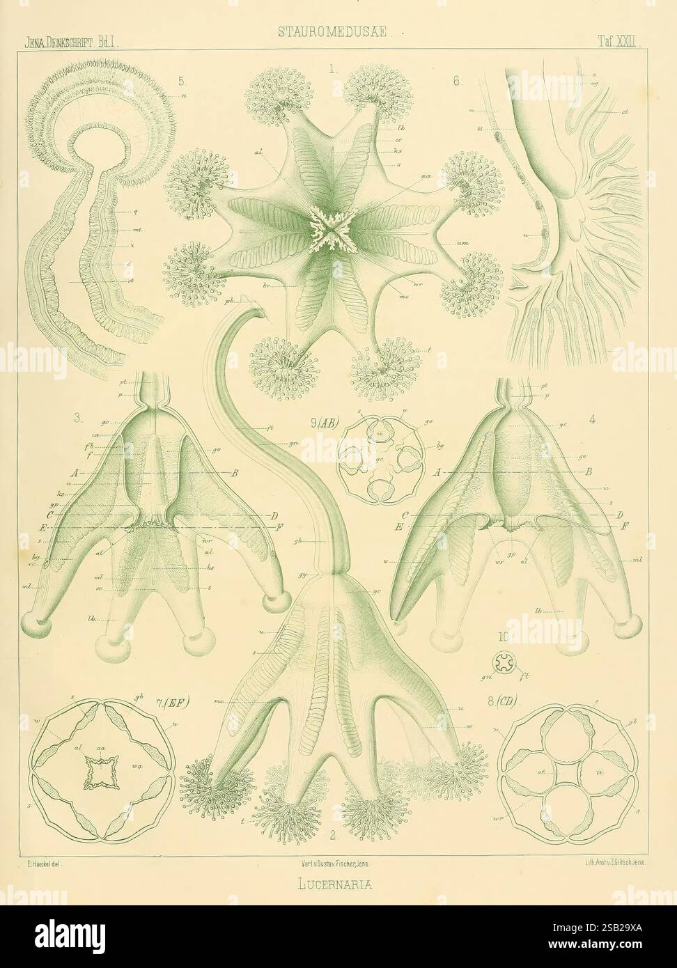 Monographie der Medusen, Jena, G. Fischer, 1879-1881., The illustration ...
