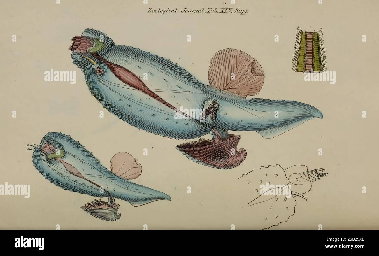 The, Zoological, Journal, London, W, Phillips, 1824-, Periodicals ...