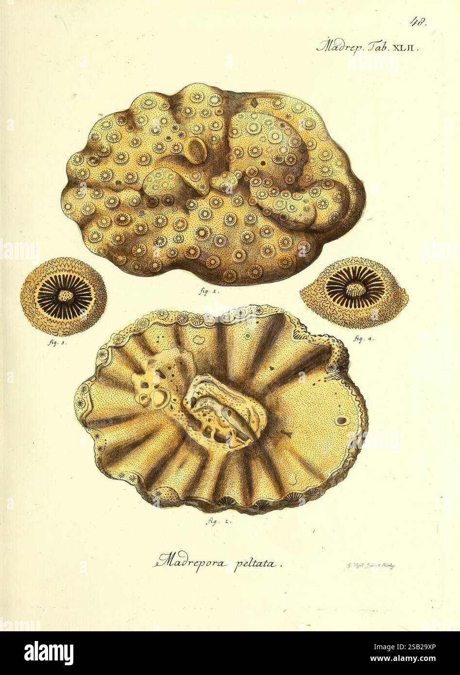 Bulbous coral structure hi-res stock photography and images - Alamy