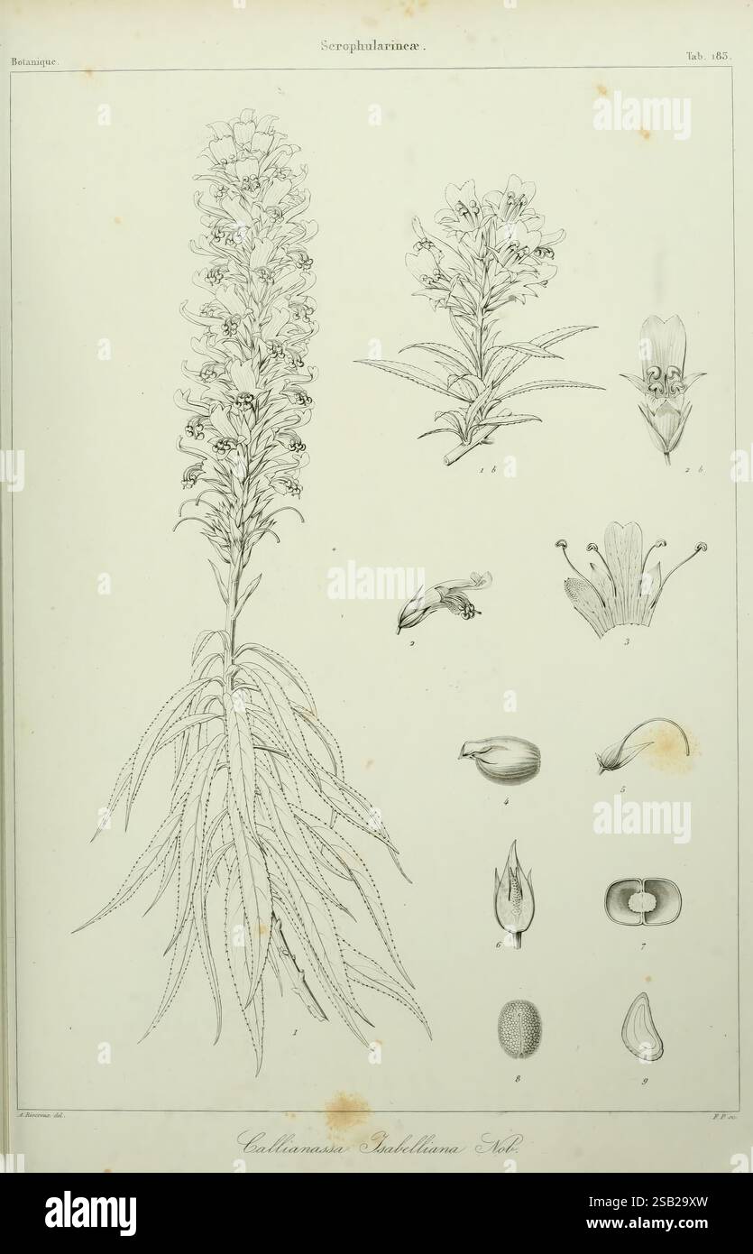 Histoire naturelle des Iles Canaries, Paris, Béthune, éditeur, 1836 ...