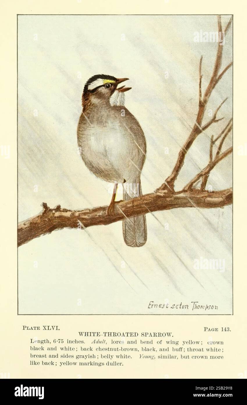 Subtle belly markings hi-res stock photography and images - Alamy