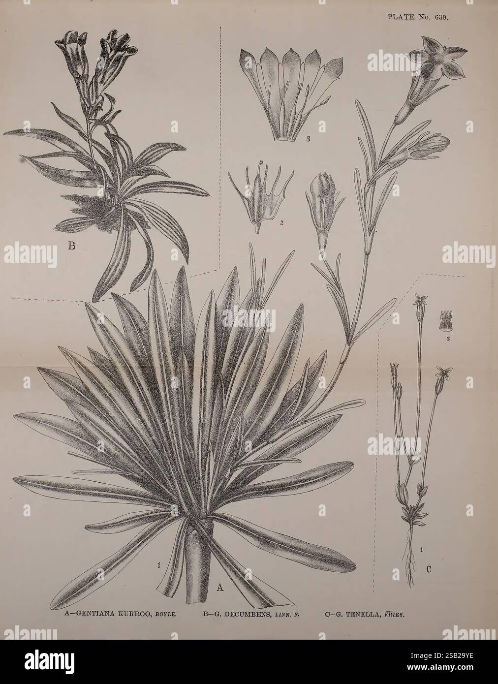Indian medicinal plants Bahadurganj, India, Sudhindra Nath Basu, Pâninî ...