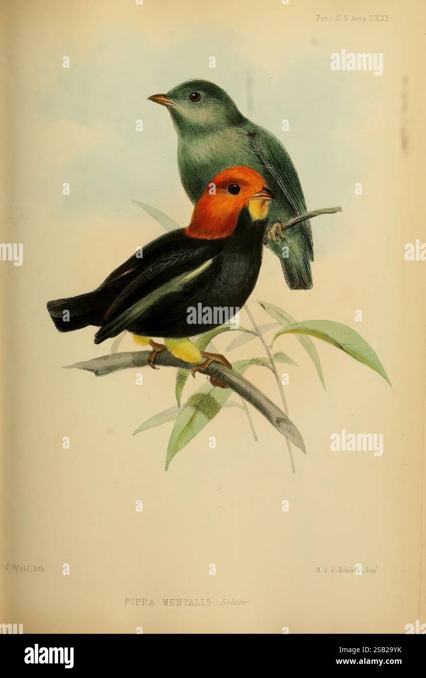 Sleek black body contrasted hi-res stock photography and images - Alamy