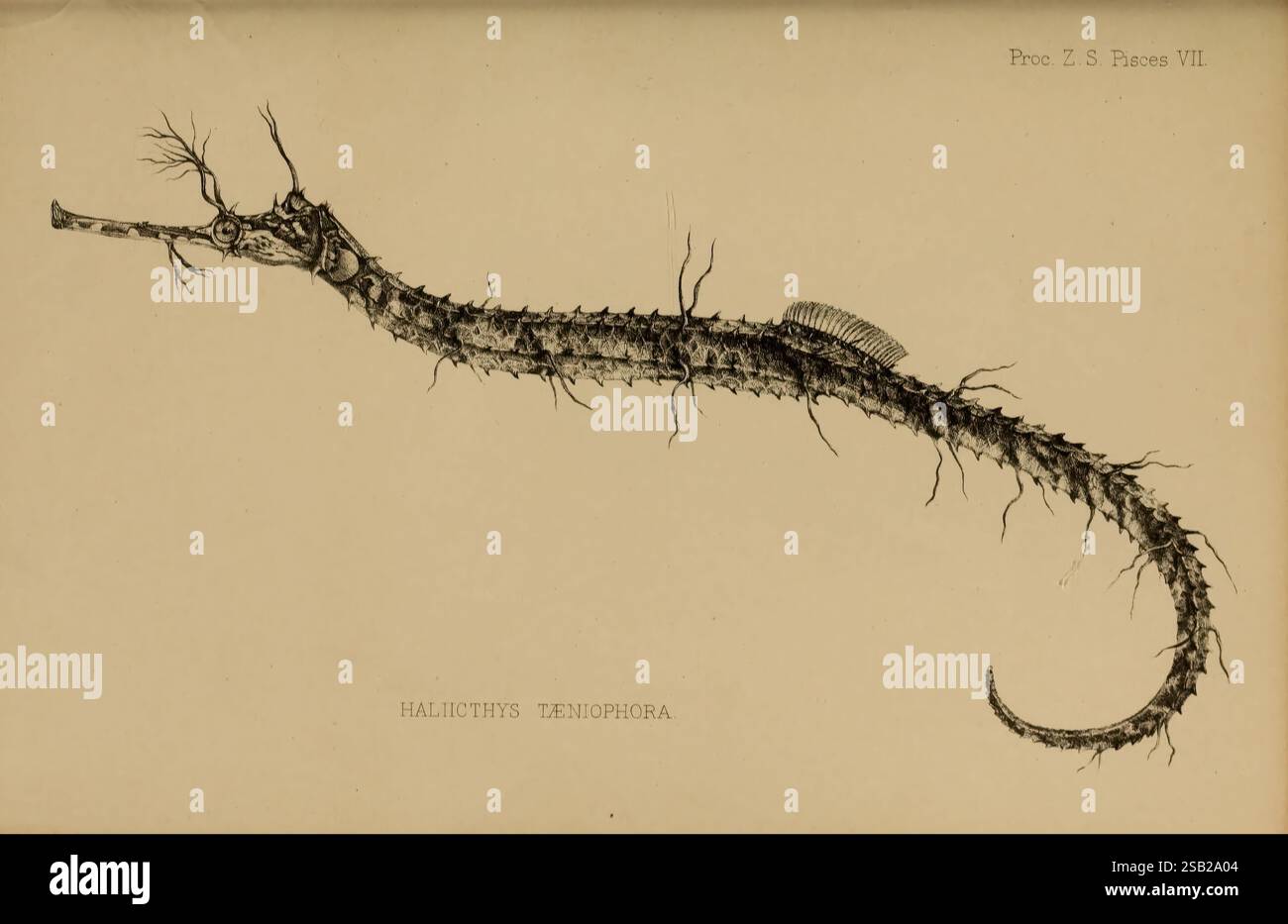 Haliotis exmouthia hi-res stock photography and images - Alamy