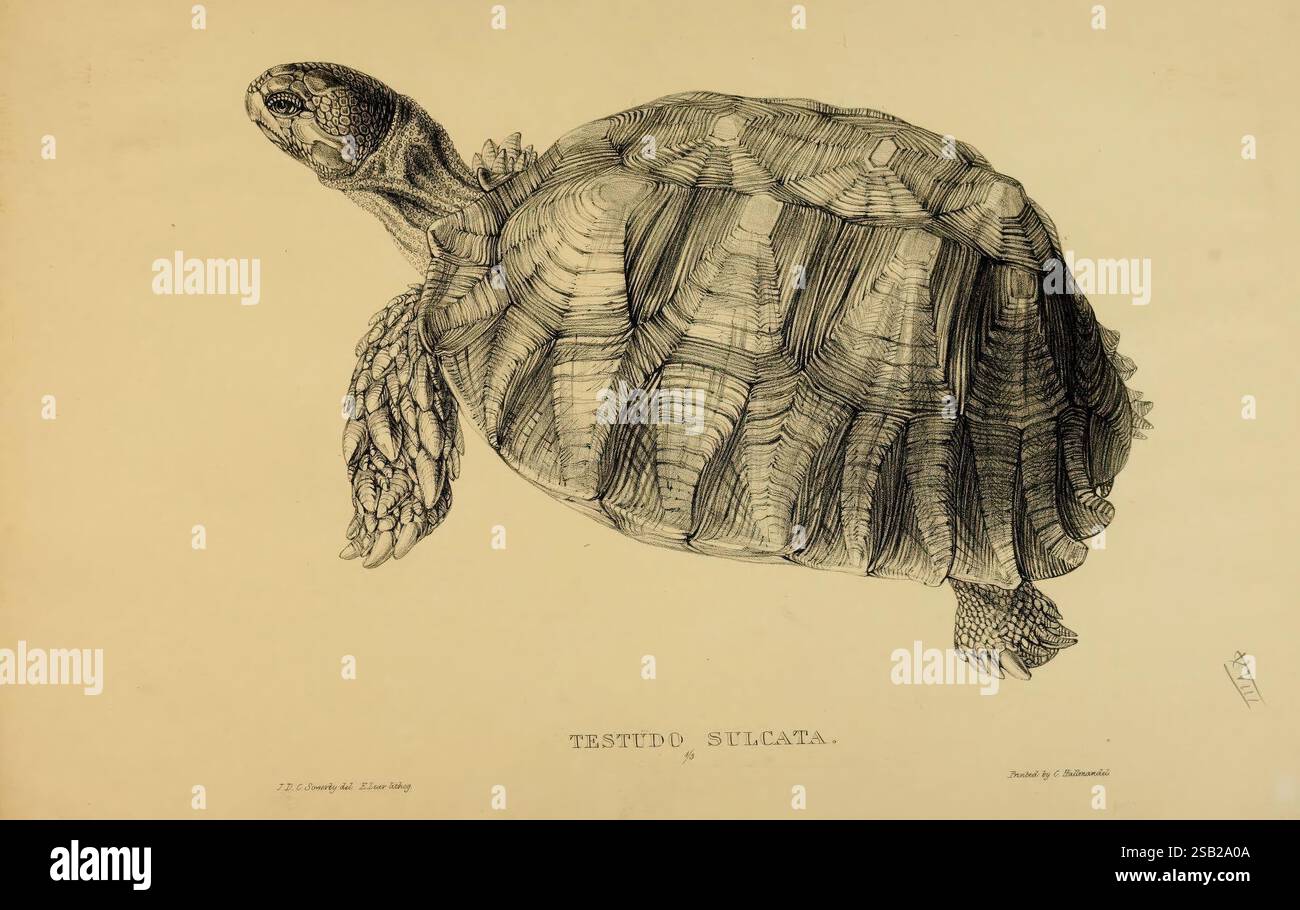 Sturdy build adapted hi-res stock photography and images - Alamy