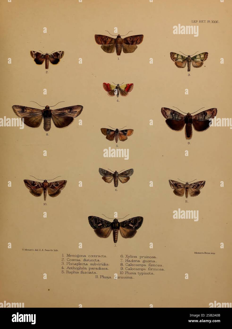 Fascination of entomology hi-res stock photography and images - Alamy