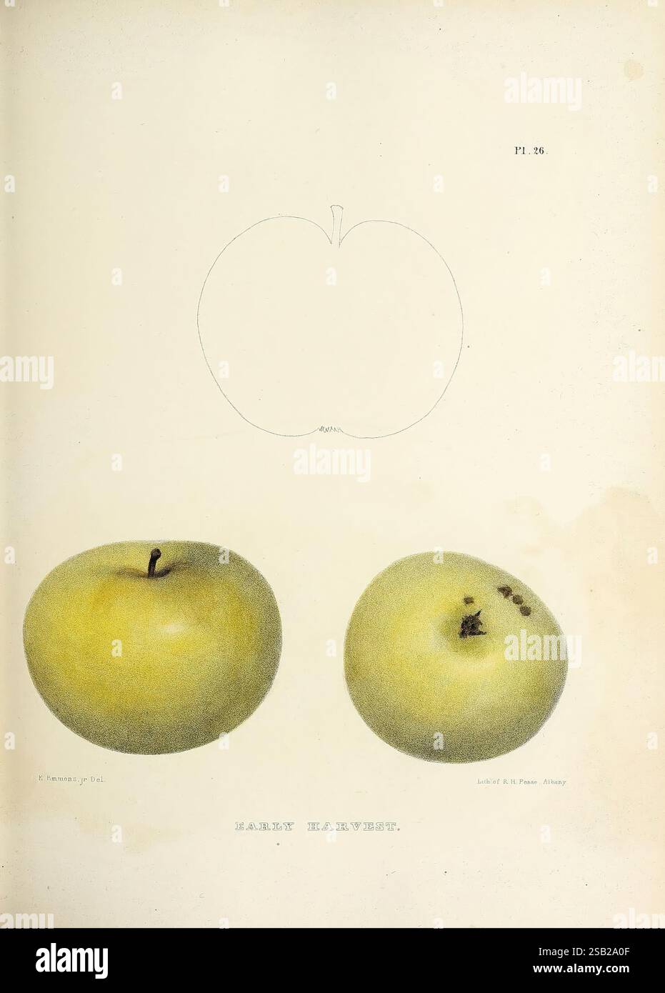 Natural, history, New York, Albany, 1842-1894, agriculture, botany ...