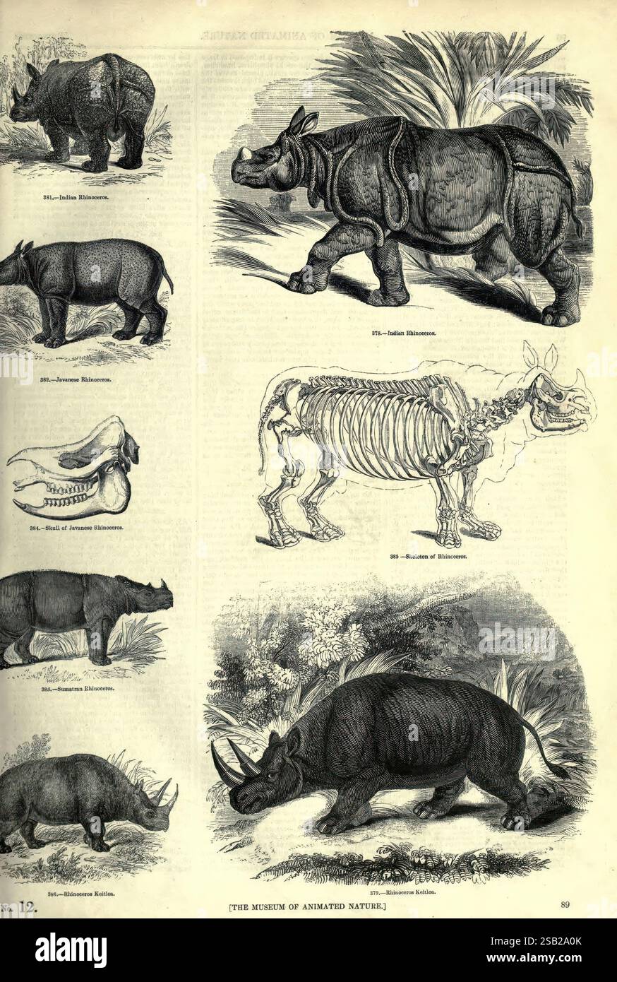Anatomical structures of rhinoceros species hi-res stock photography ...
