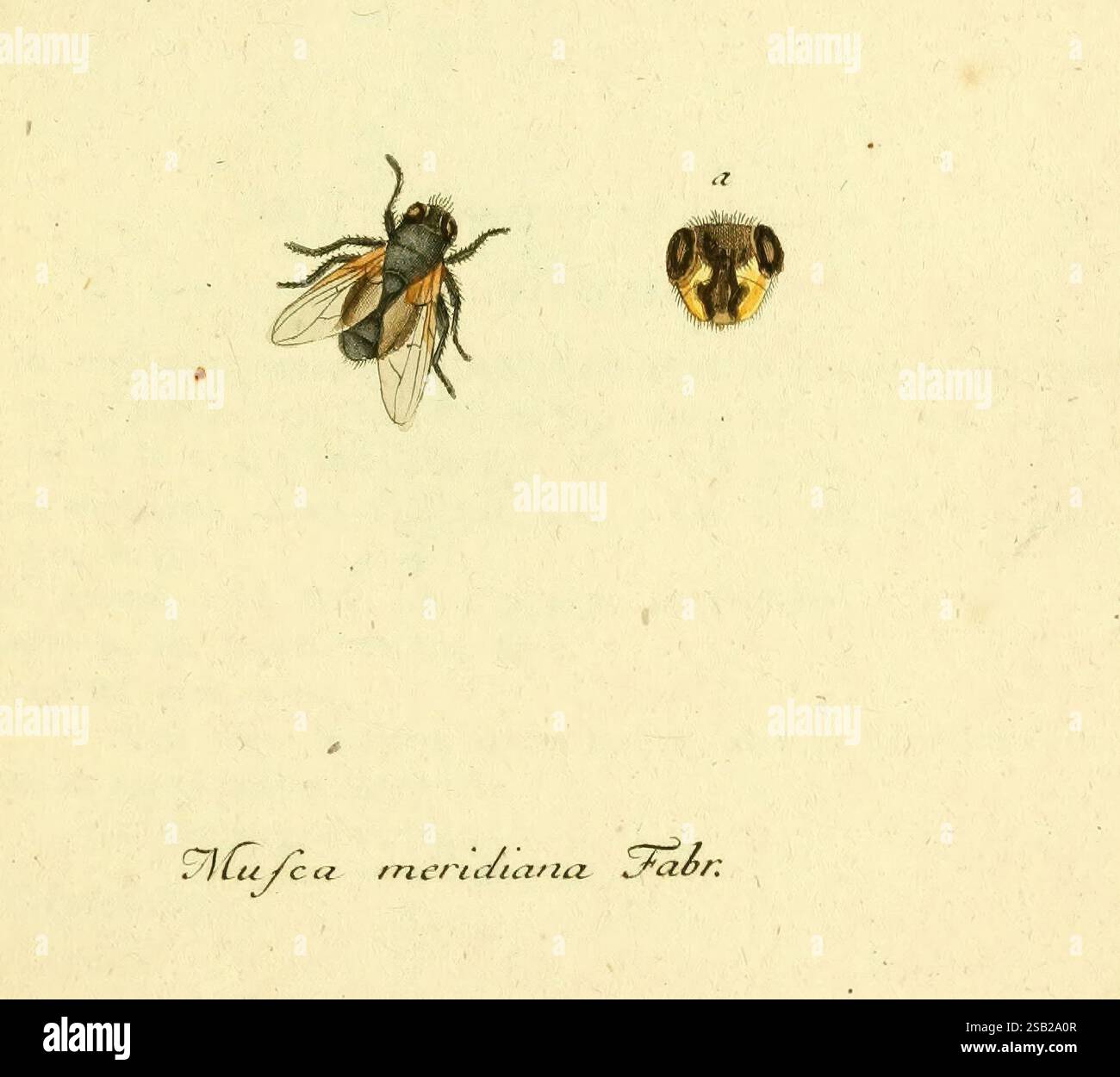 Visible anatomical features hi-res stock photography and images - Alamy