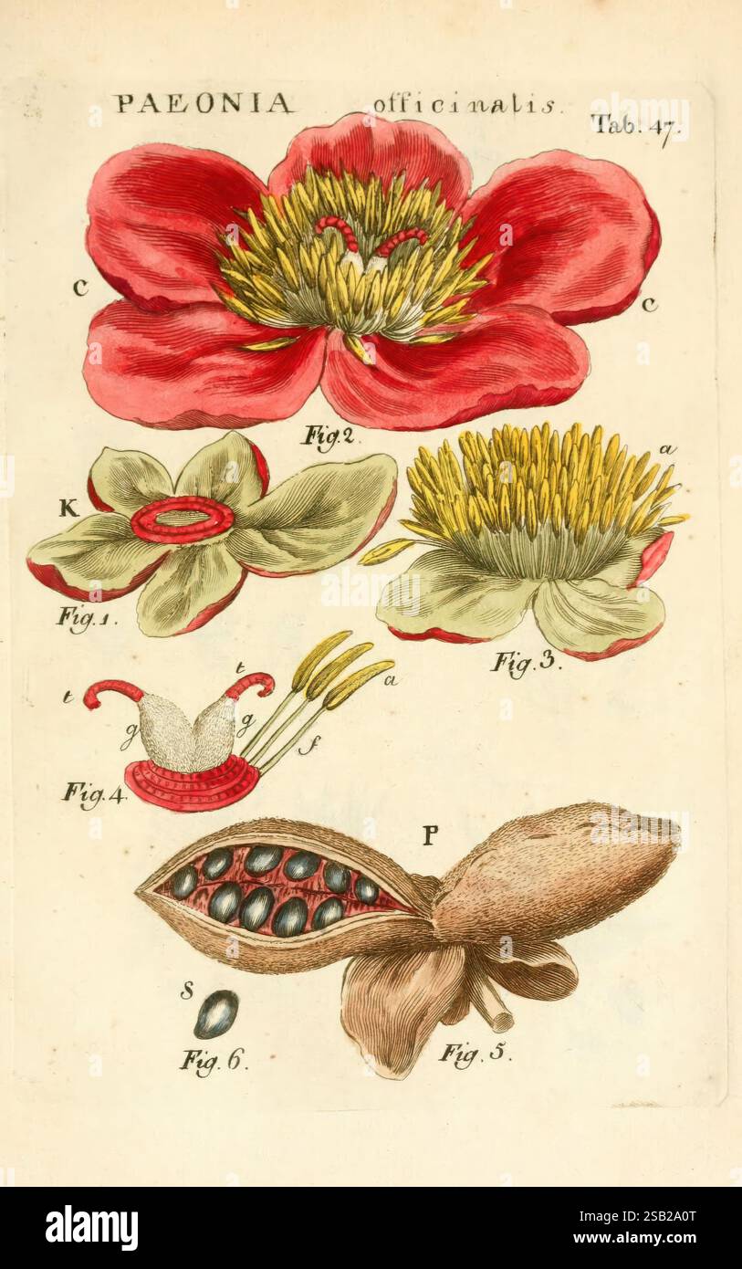 Showing different flower forms labeled hi-res stock photography and ...