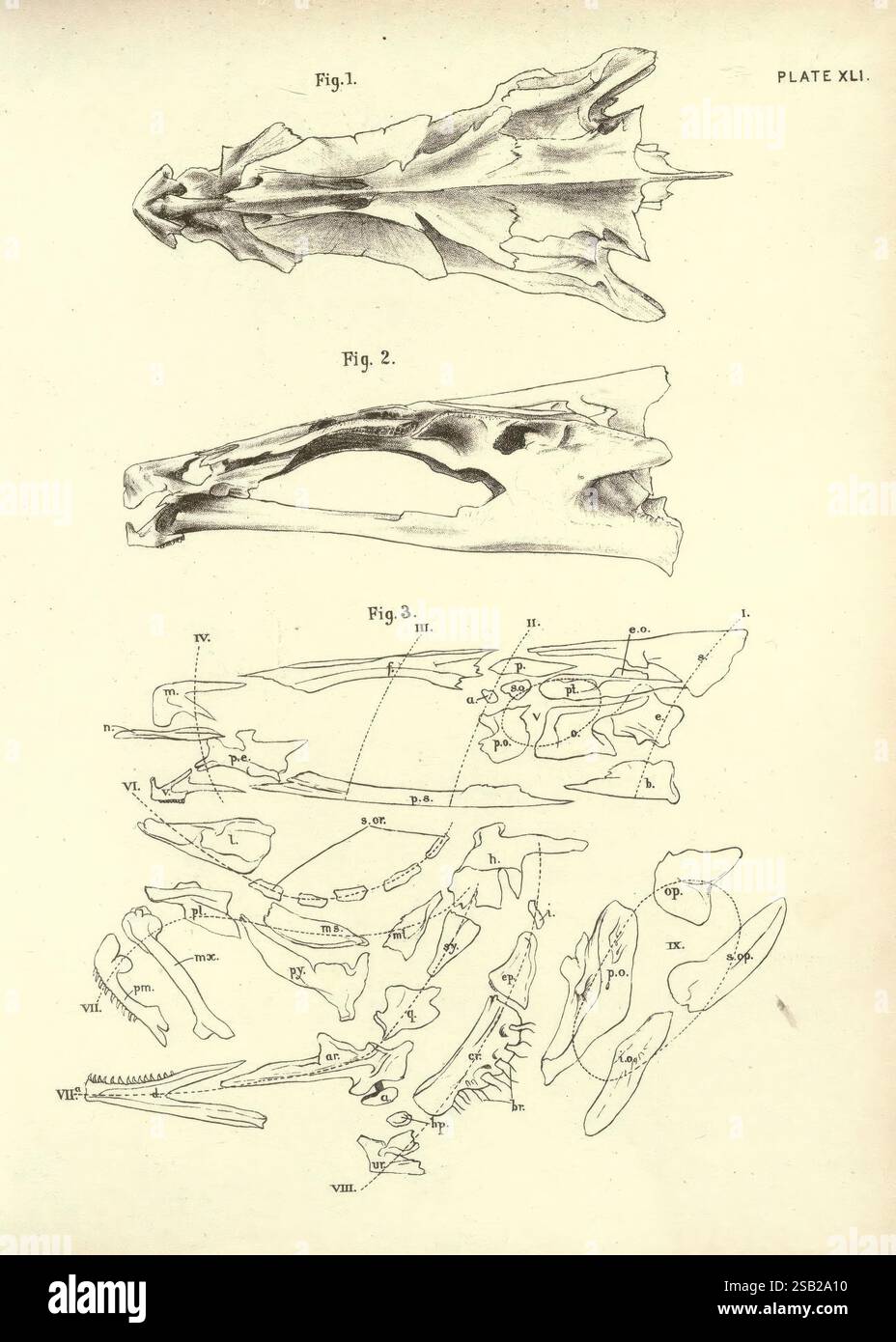 Illustrations of zoology: invertebrates & vertebrates, Edinburgh, Y.J ...