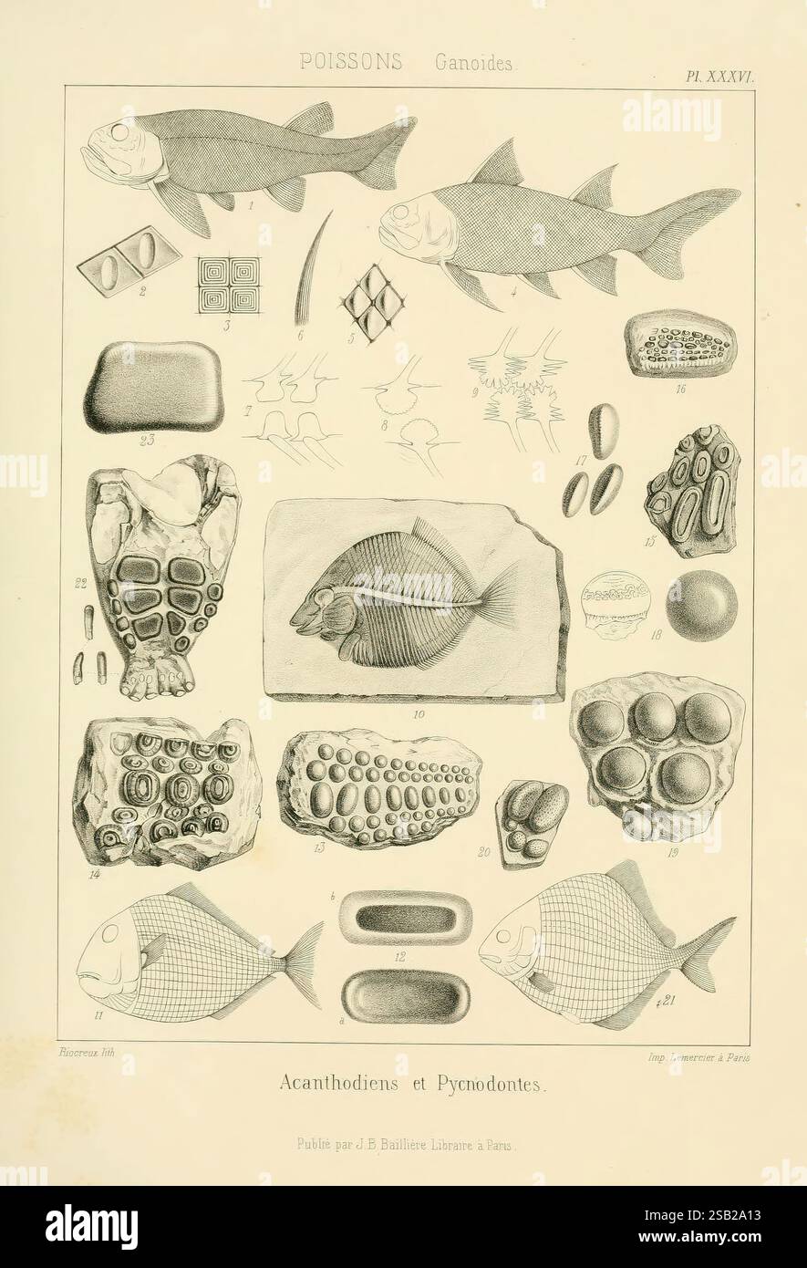 Traité de paléontologie London, H. Ballière, J.-B. Baillière, 1853-1857 ...