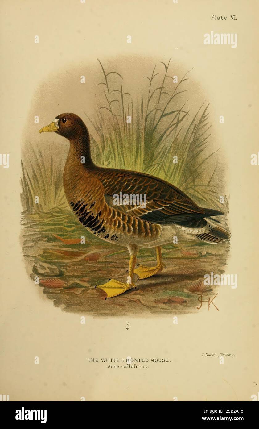 The Indian ducks and their allies [Bombay], Published by the Bombay ...