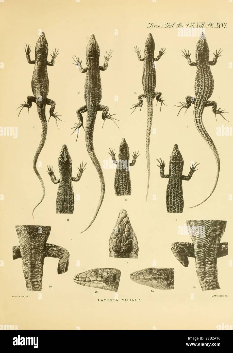 A contribution to our knowledge of the varieties of the wall-lizard ...