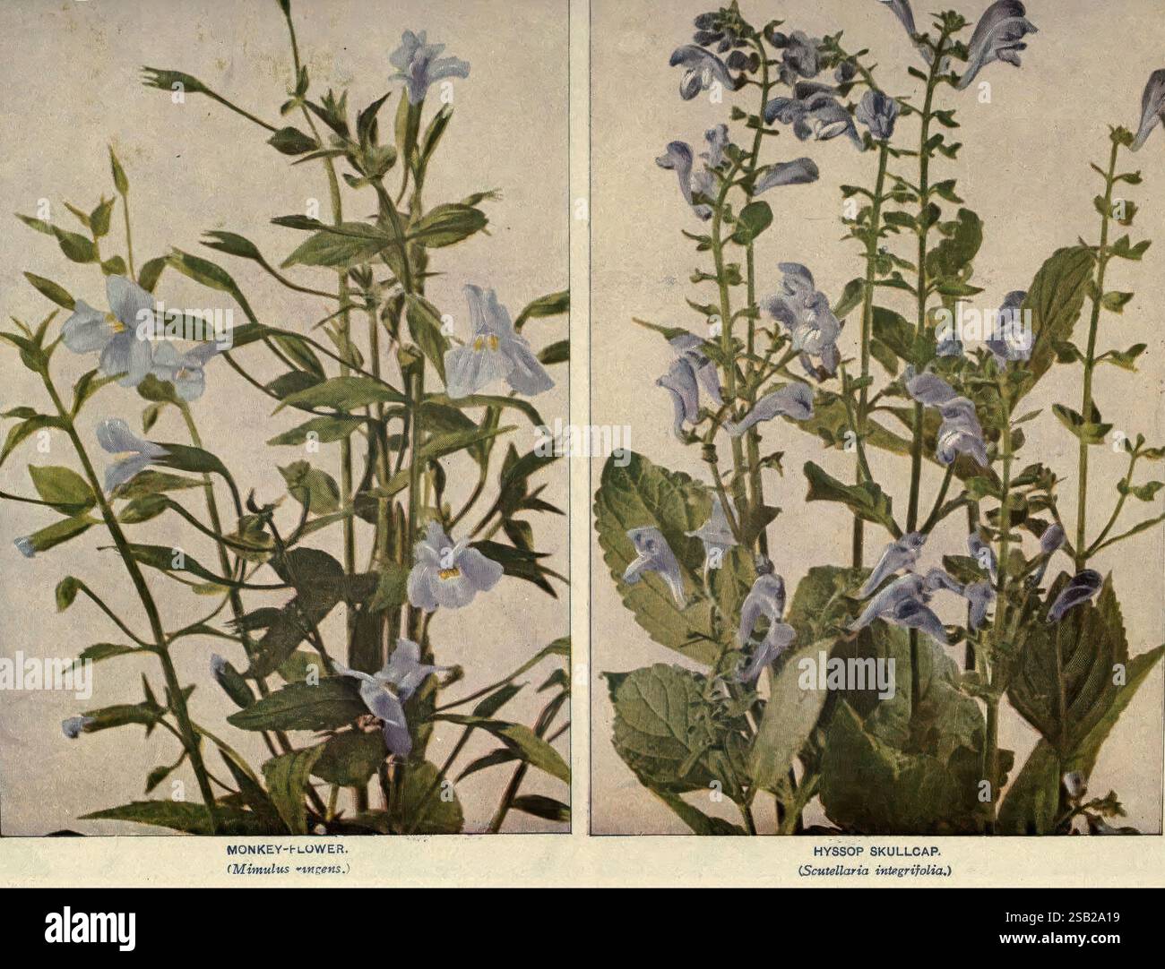 Scene features two distinct plant species hi-res stock photography and ...