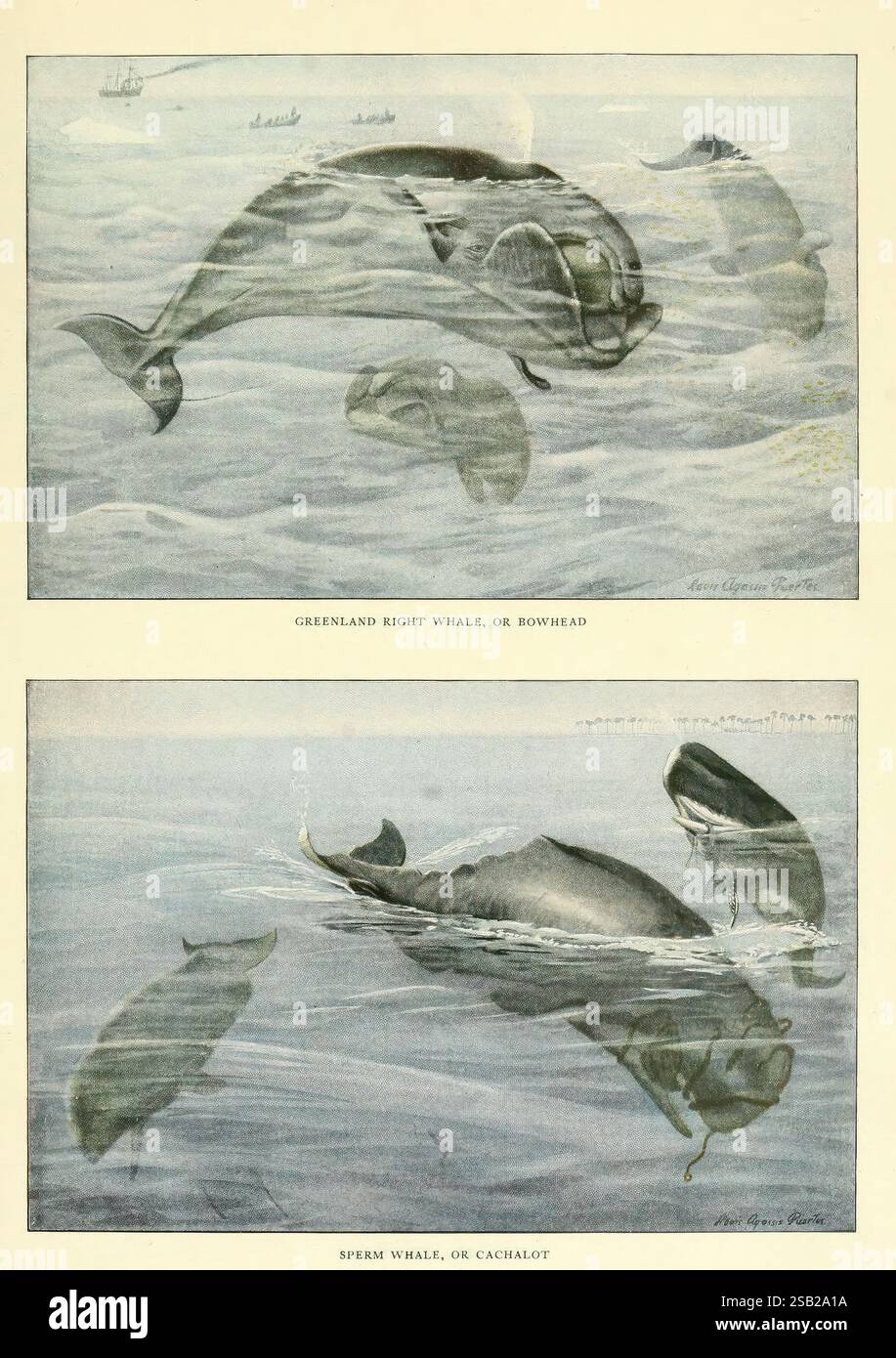 Wild animals of North America Washington, D.C. North America Mammals ...