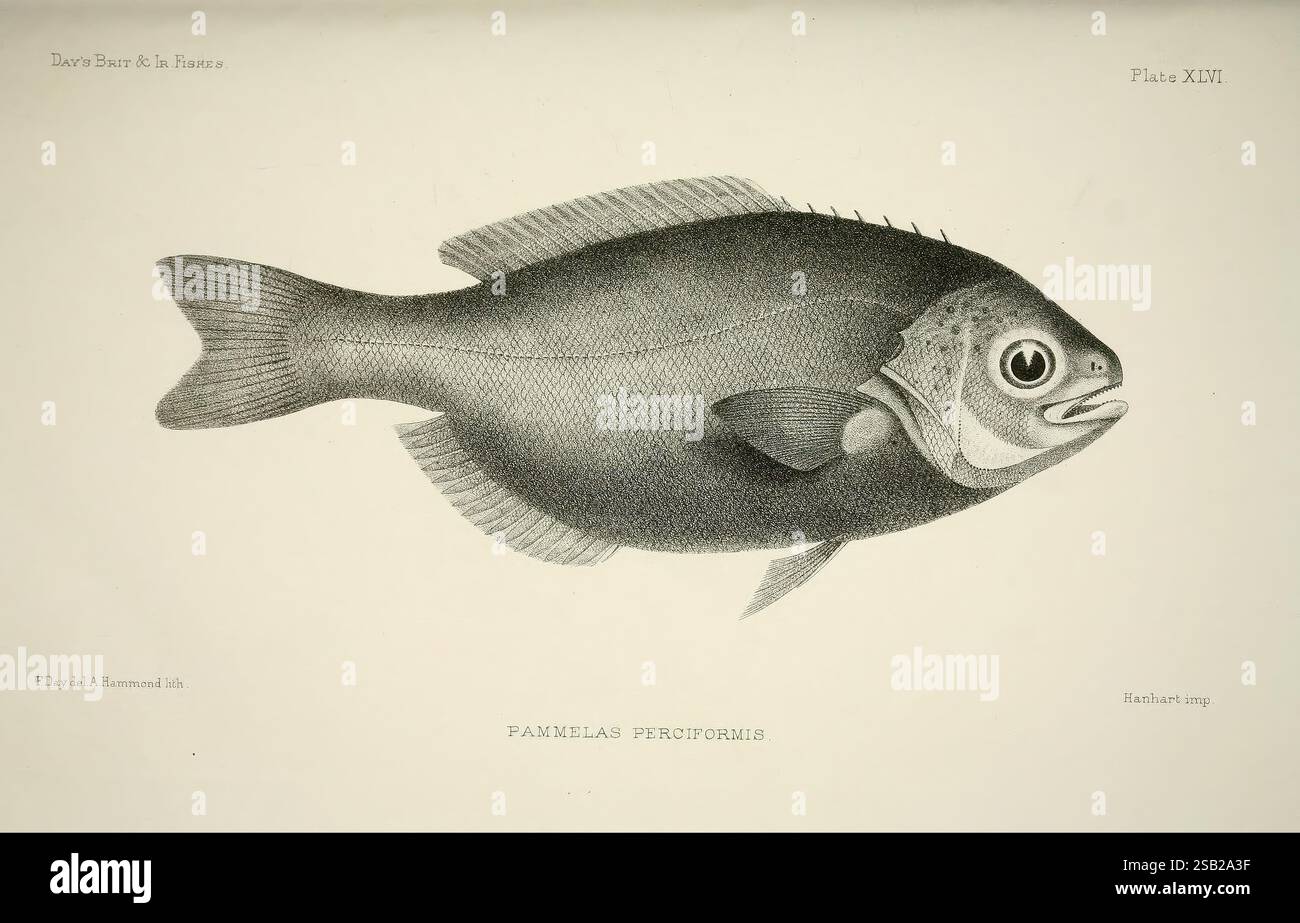 The fishes of Great Britain and Ireland Edinburgh Williams and Norgate ...