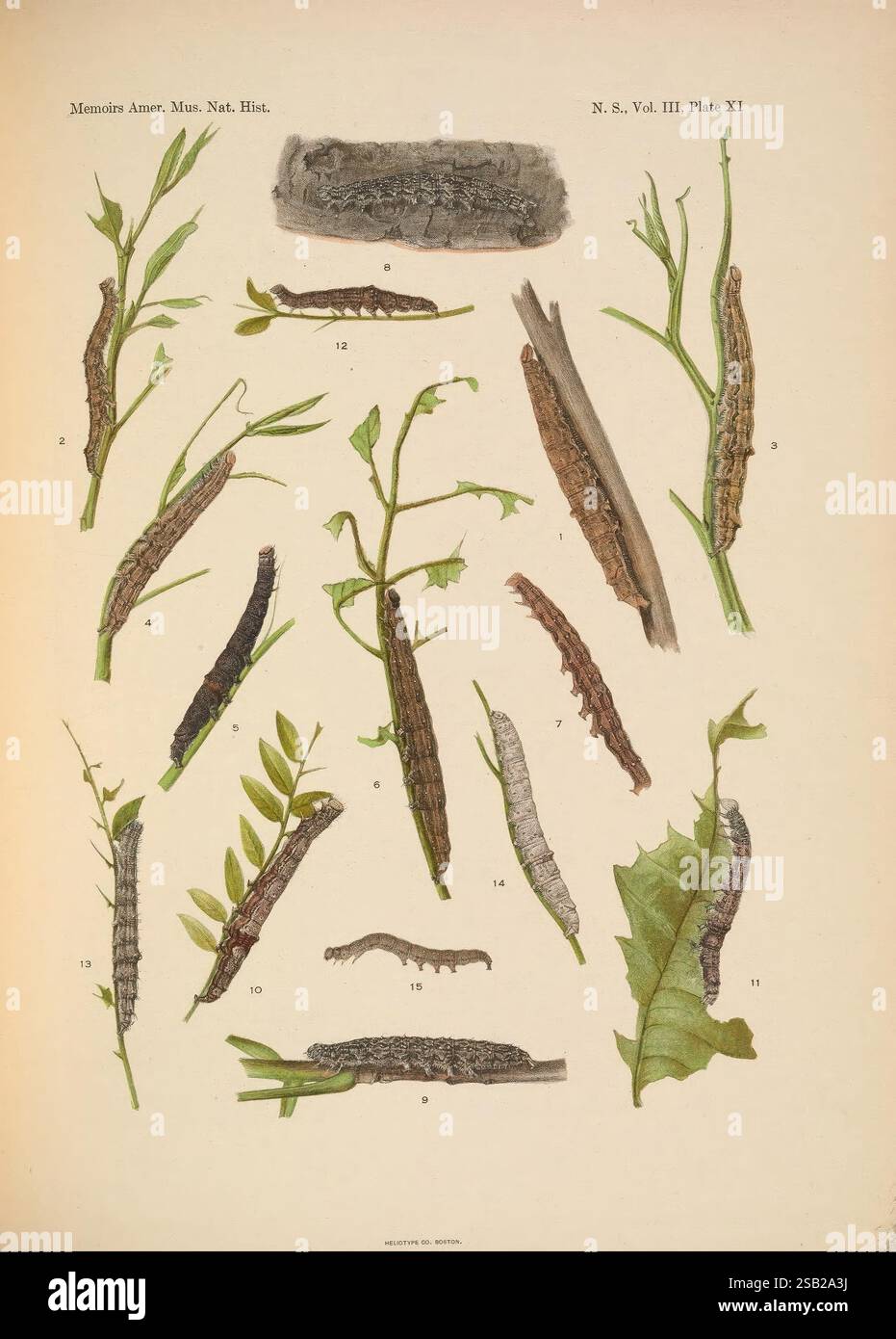 Illustrations of the North American species of the genus Catocala, New ...