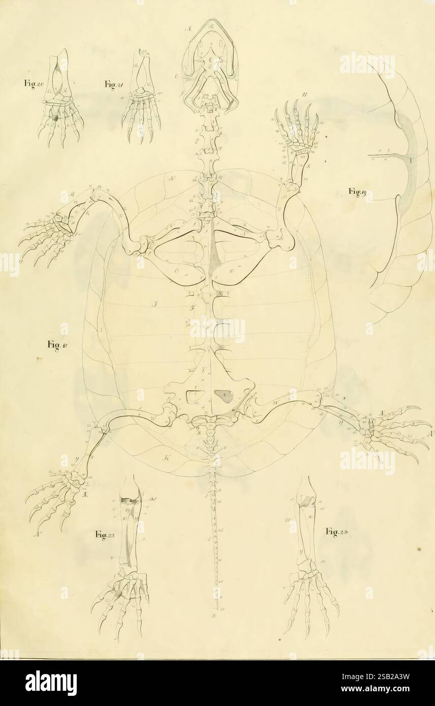 Turtles complete skeleton hi-res stock photography and images - Alamy