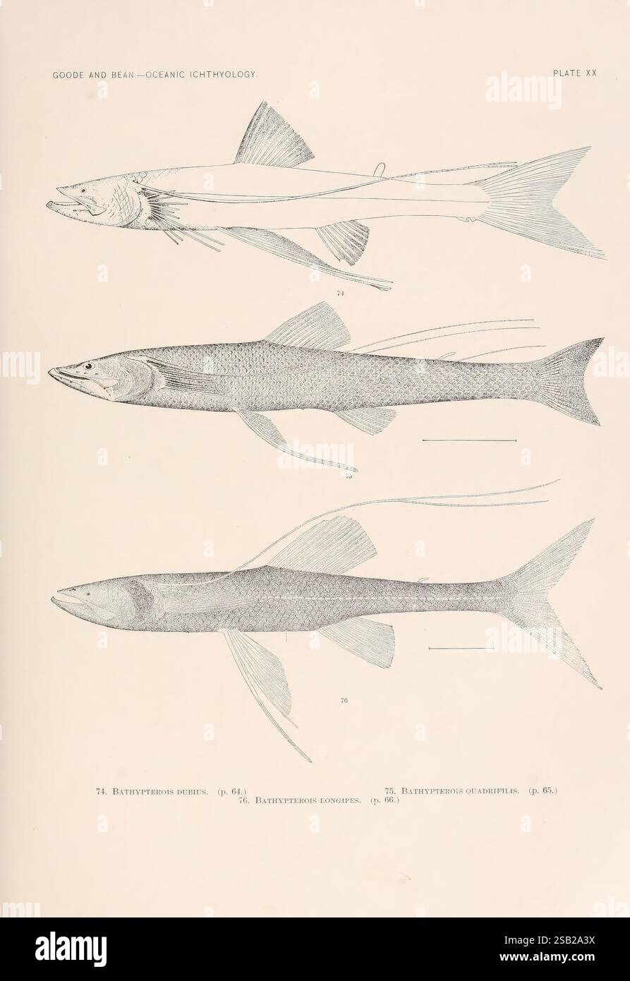 Oceanic ichthyology, v.22 atlas, Cambridge, U.S.A, 1896, Atlantic Ocean ...
