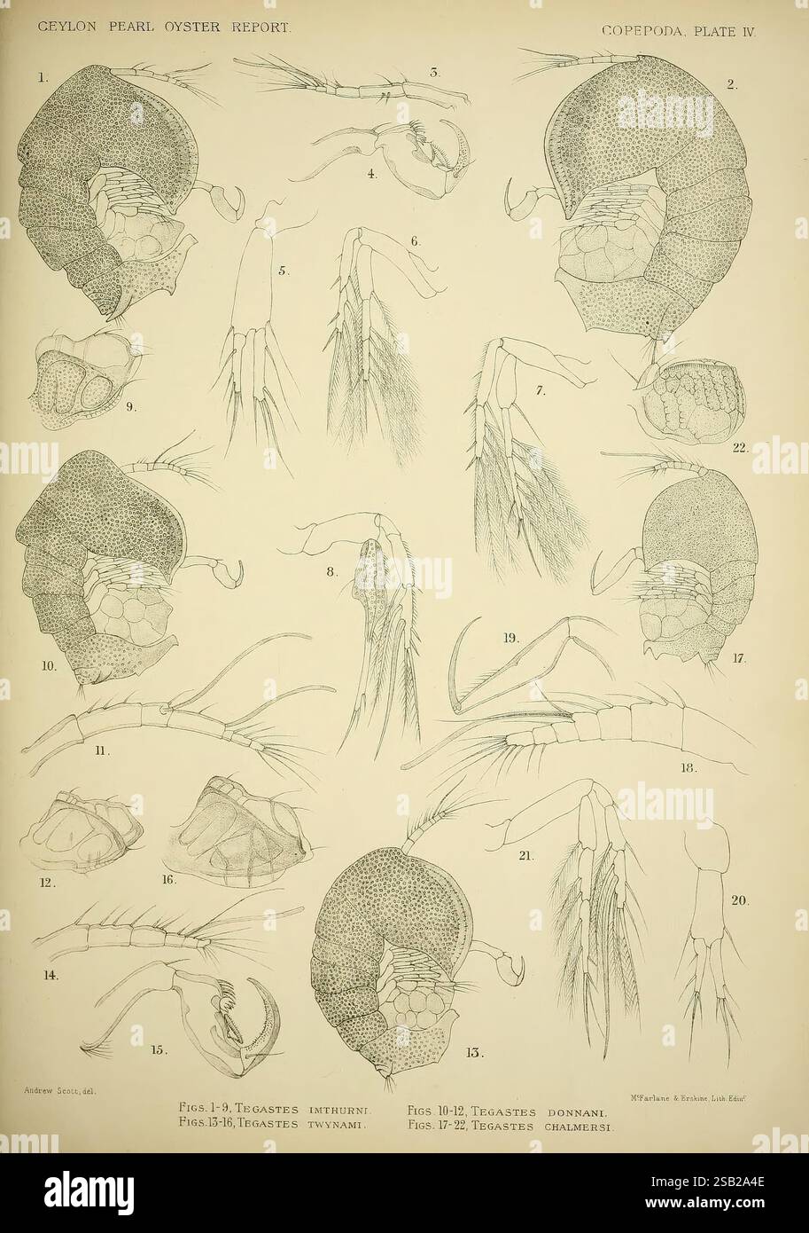 Copepoda class hi-res stock photography and images - Alamy