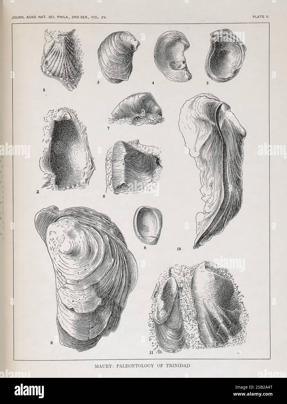 Understanding shell morphology hi-res stock photography and images - Alamy