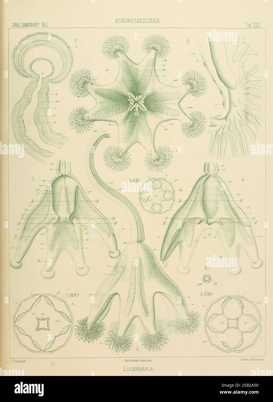 Lucernaria species hi-res stock photography and images - Alamy