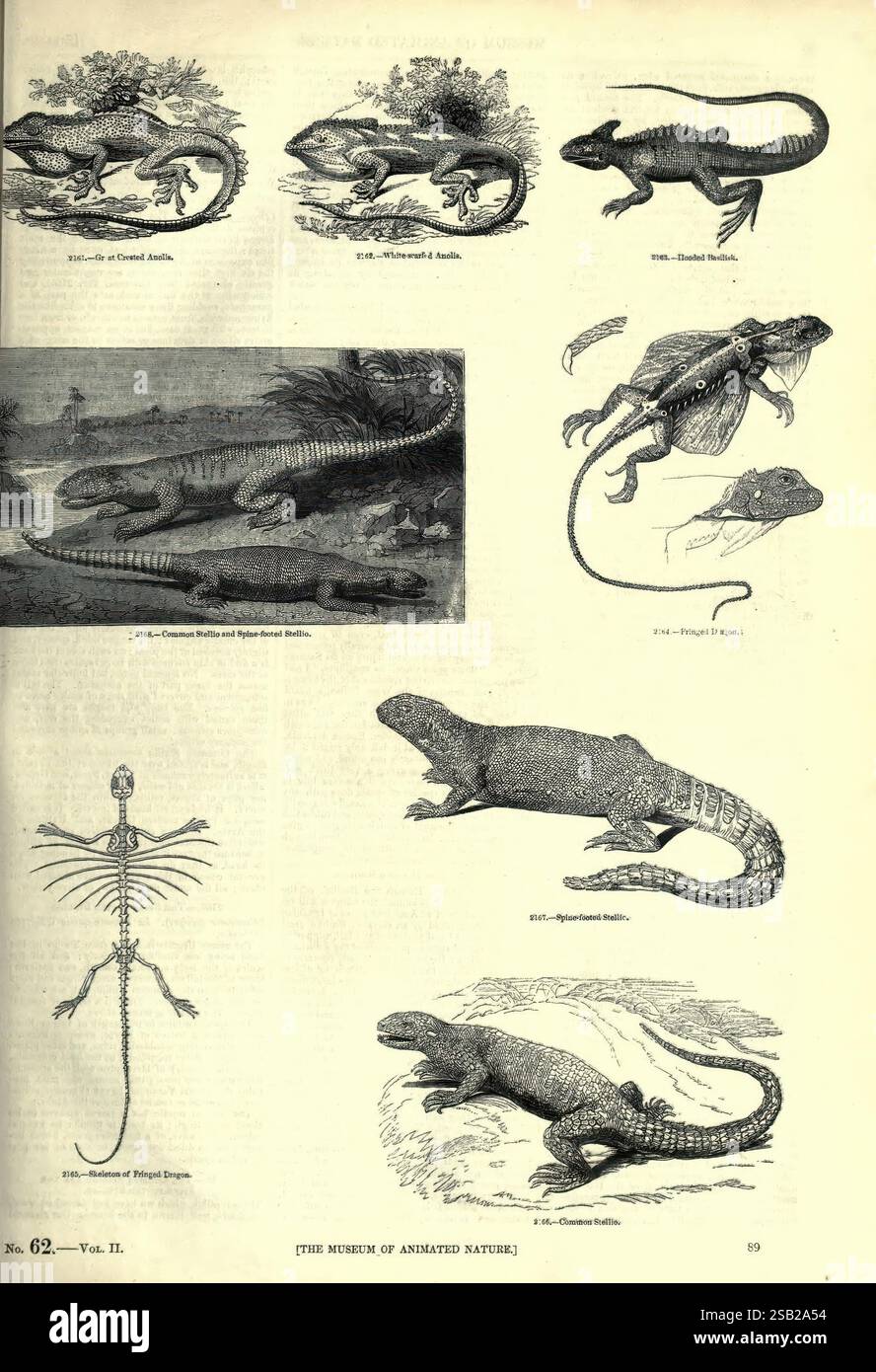 The, Pictorial, Museum, of, Animated, Nature, London, C, Cox, 1844 ...