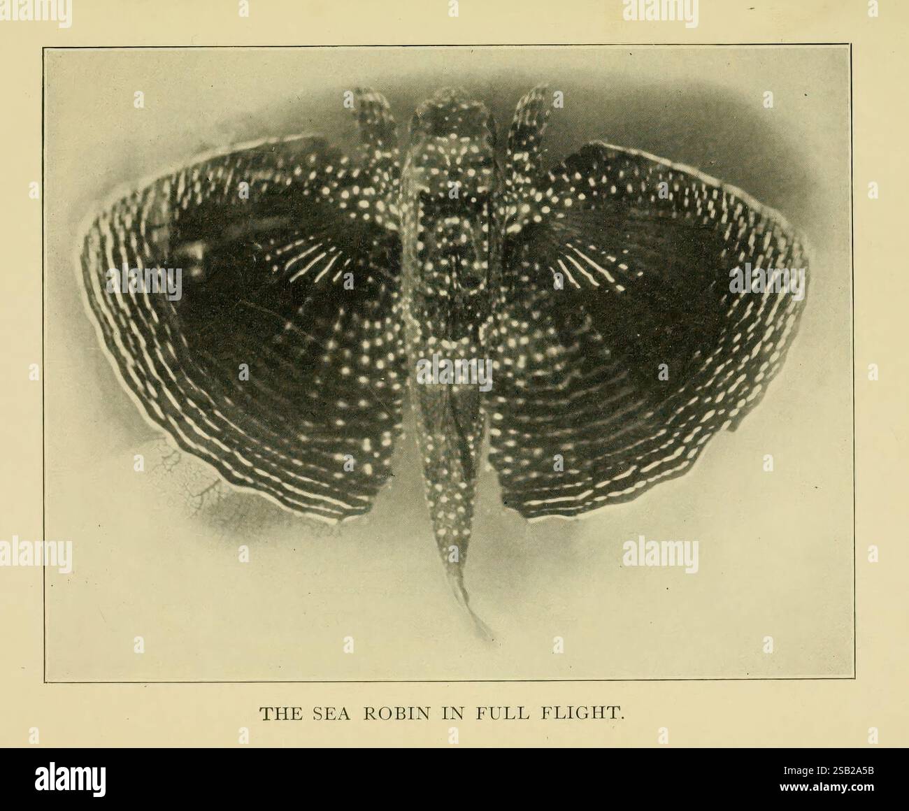 Fish, Stories, Alleged, And, Experienced, New York, H. Holt and Company ...