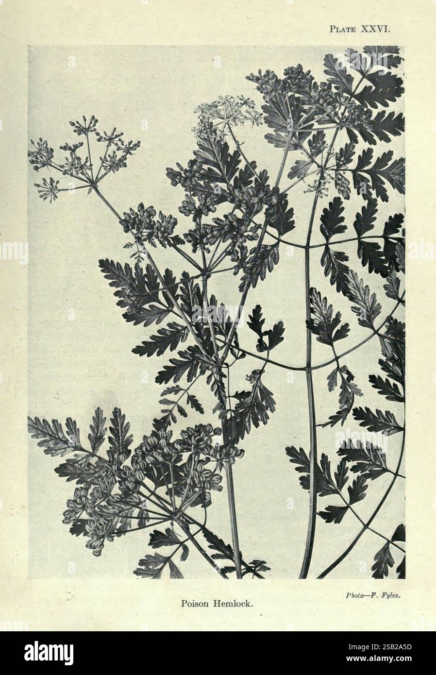 Principal, poisonous, plants, of, Canada, Ottawa, Dept, of, Agriculture ...