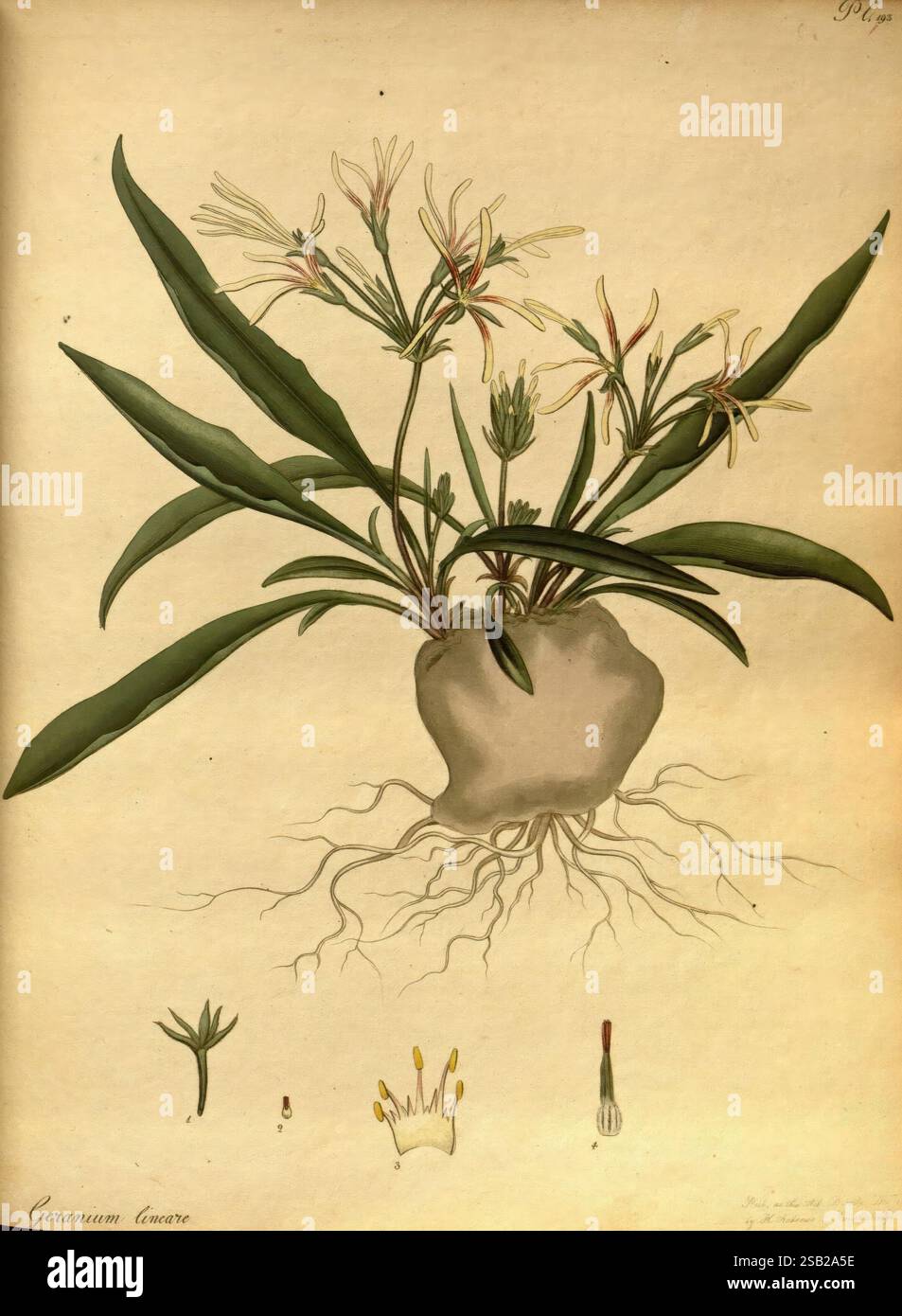 Geranium caurense hi-res stock photography and images - Alamy