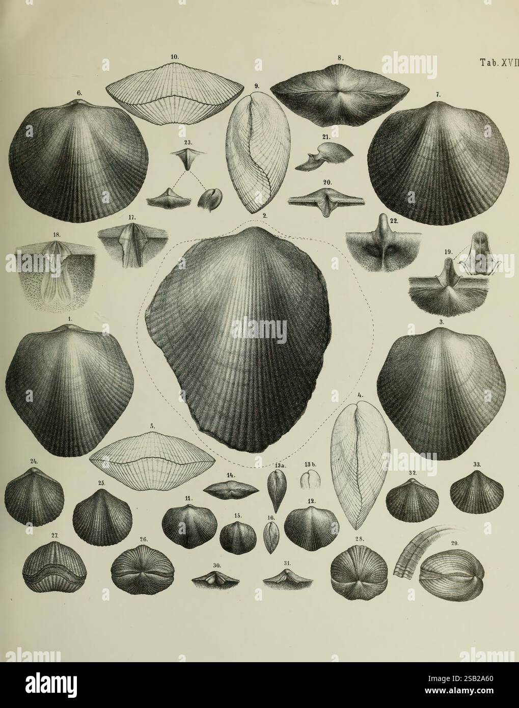 Exhibit ribbed textures hi-res stock photography and images - Alamy