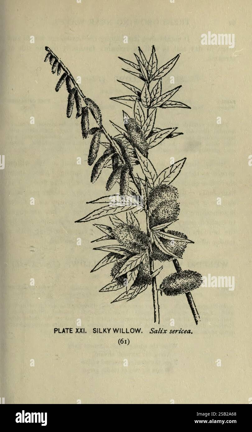A guide to the trees, New York, F.A. Stokes, [c1900], trees, United ...