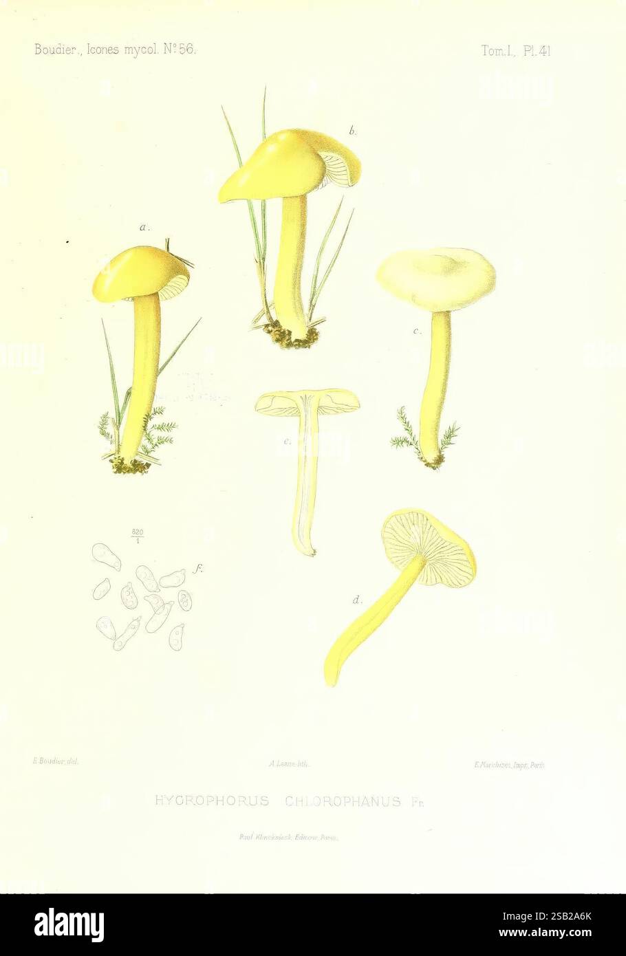 Distinctive yellow caps hi-res stock photography and images - Alamy