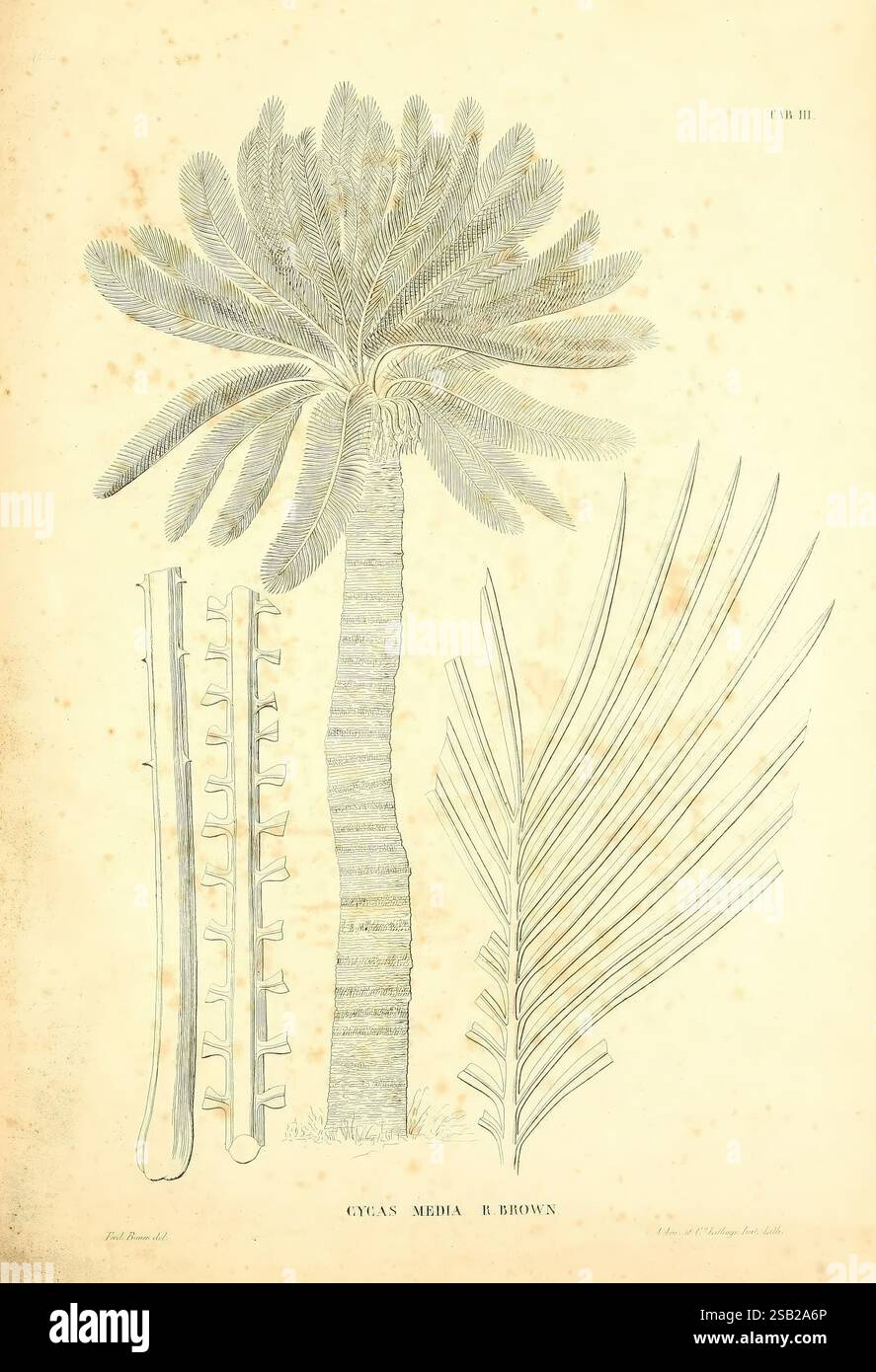 Monographia cycadearum, Trajecti ad Rhenum, Apud Robertum Natan,1842 ...