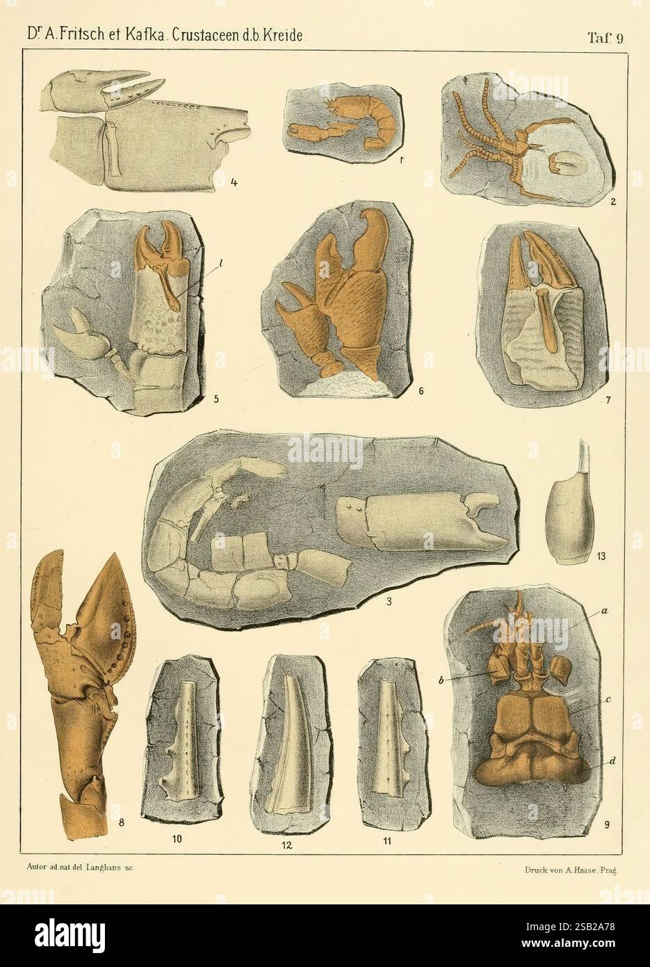 Die Crustaceen der böhmischen Kreideformation, Prag, Selbstverlag, in ...