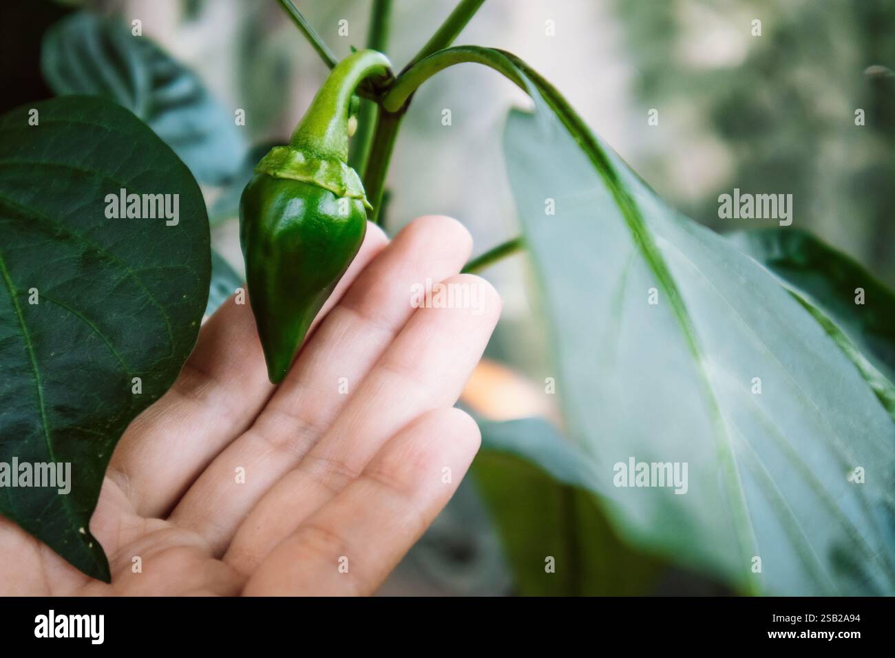 Green sweet bell pepper hanging on a brunch in a vegetable garden. A ...